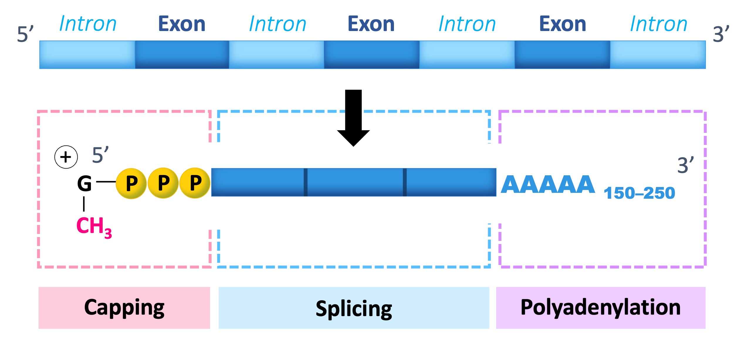 RNA Processing RNA Processing